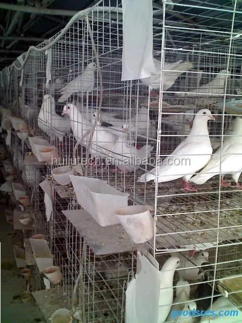 Layer Pigeon Cage/poultry Farm House Design/galvanized Collapsible ...