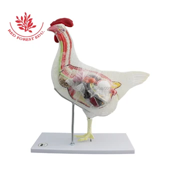 Hen Model Farm Animal Female Chicken Model Animal Anatomical Models For ...