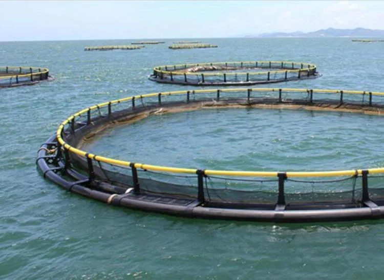 30-60meter Circumference Farm Fish Cage for Pisciculture