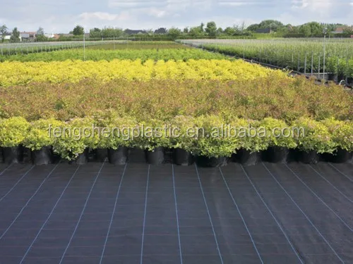 Agriculture Weed Control,Biodegradable Weed Barrier,Strawberry Plants ...