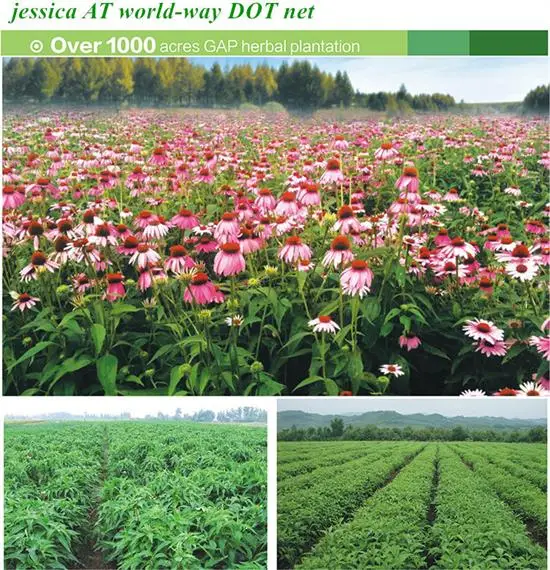 3 Monde-manière Plantation.jpg