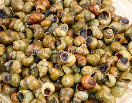 High Efficiency Snail Processing Machine/industrial River Snail Meat ...