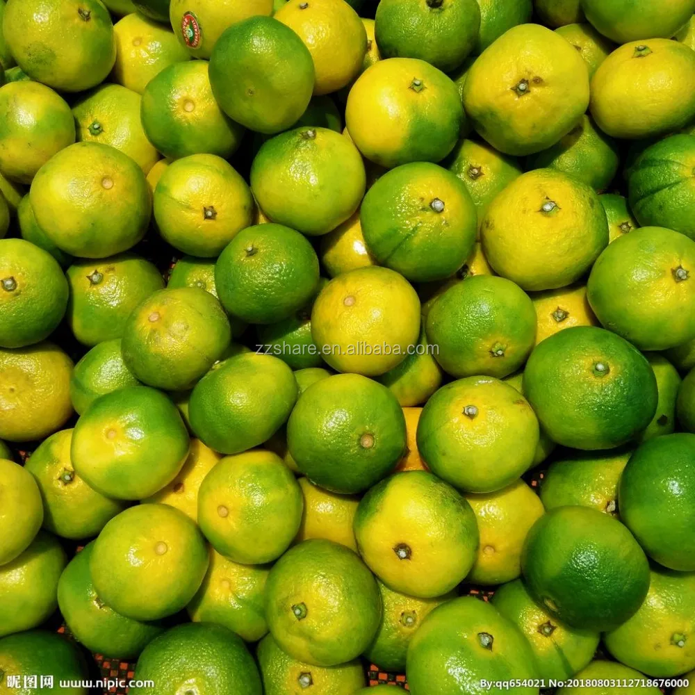 Fruit Washing and Sorting Machine - Efficient & Reliable
