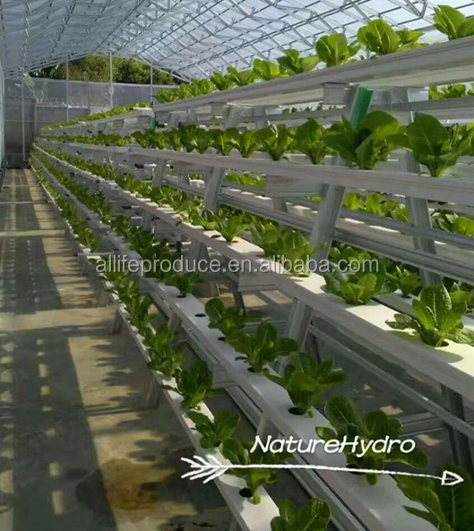 Commercial Nft Pvc Pipe Grow System Hydroponics - Buy Nft Hydroponics ...