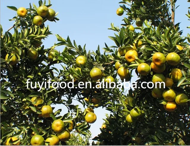 Chinese Fresh Ponkan Mandarin - Buy Fresh Ponkan Mandarin,Sweet Ponkan ...