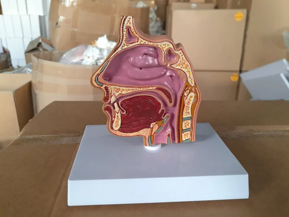 Anatomical Sinus Model/nose Model - Buy Anatomical Sinus Model,Nose ...