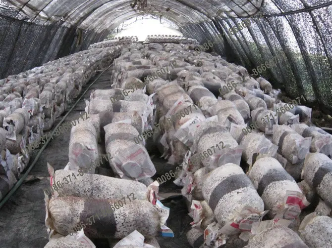 Shuliy Automatic Mushroom Inoculating Machine - High Efficiency