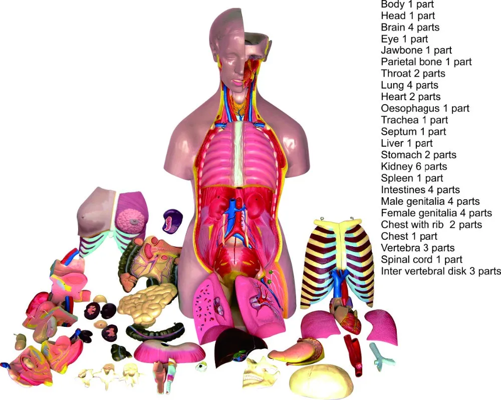 Advanced 85cm Human Male And Female Torso With Back Open 52parts - Buy ...