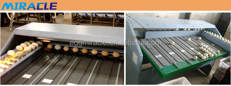 High Quality Egg Grading Machine, Egg Weight Grader, Egg Grading by ...