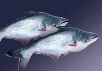 Panga Fish - Buy Panga Frozen Fish Product on Alibaba.com