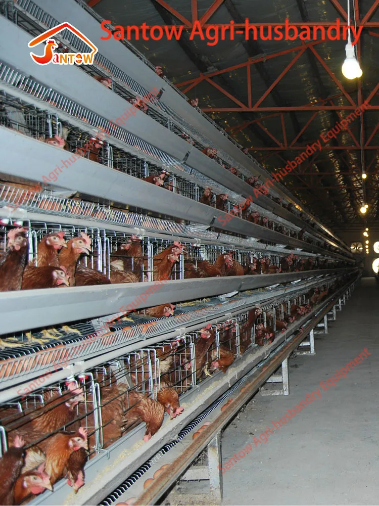 Poultry Farm Used A Type Ladder Laying Hen Chicken Cages With Egg ...