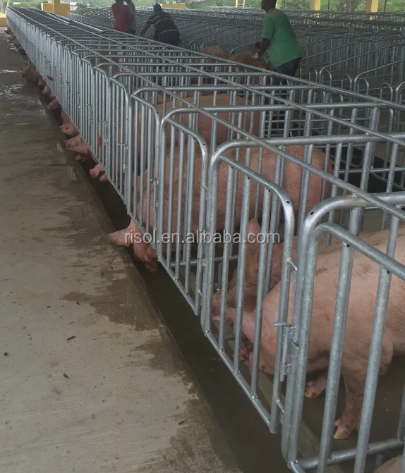 Galvanized Pig Gestation Pen Sow Gestating Pen - Buy Gestating Pen,Pig ...