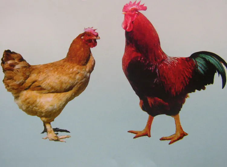 Chicken Slaughtering And Bleeding Table Chicken Blood Draining Slot ...