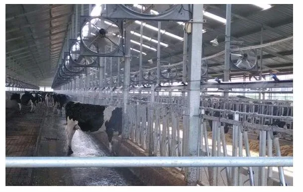 Dairy Cattle Fan/hanging Exhaust Fan/cow House Fan - Buy Diary Cow ...