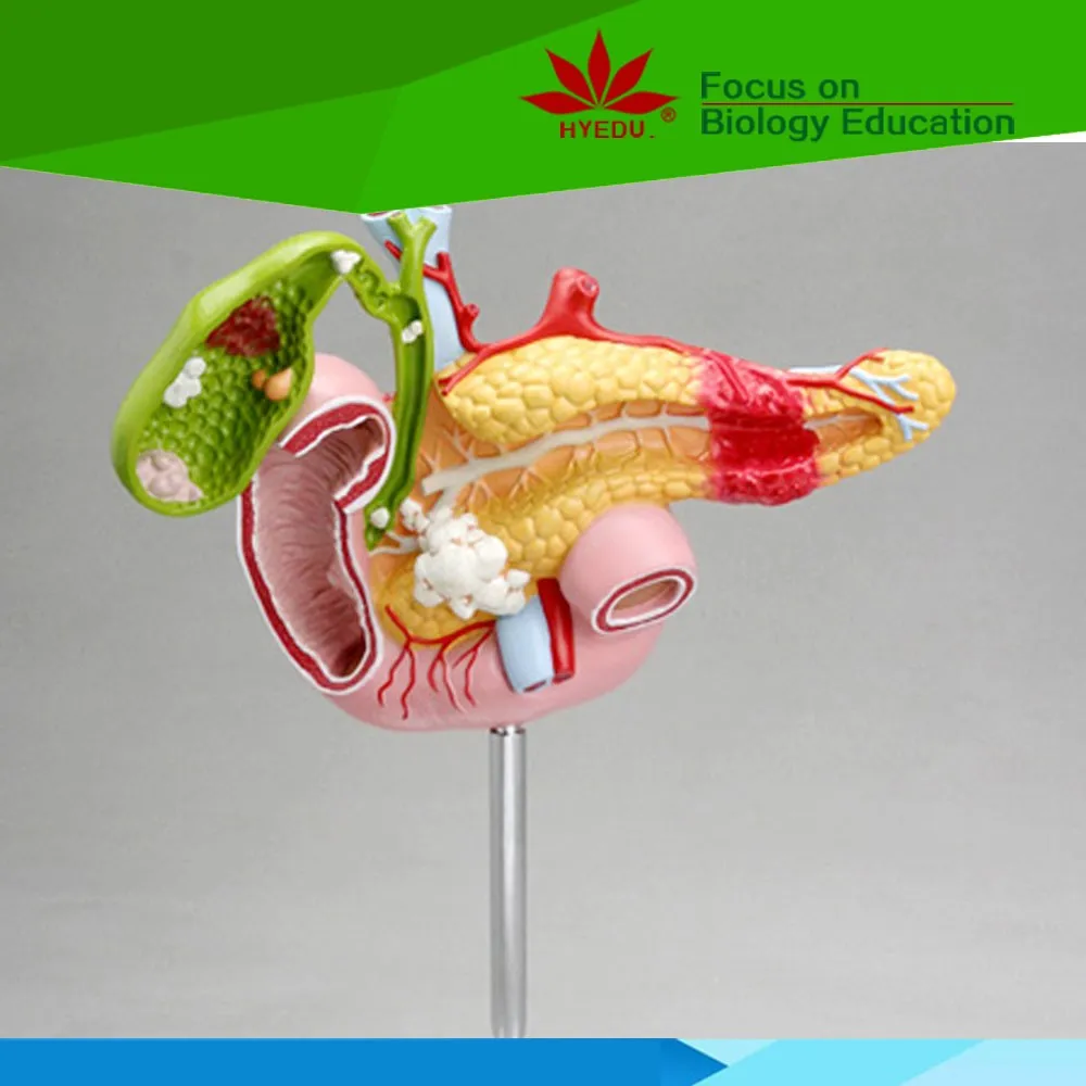 High Quality Medical Teaching Human Pancreas Model - Buy Educational ...