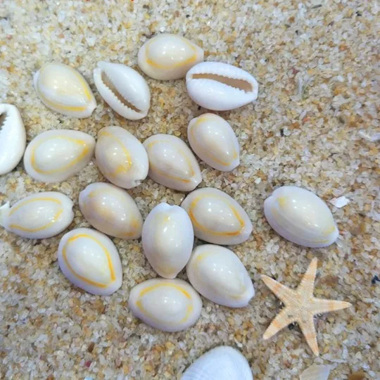 Wholesale Golden Cowrie Shells - Natural Crafts & Jewelry