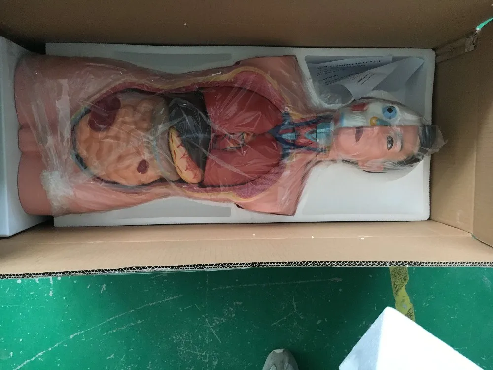 Ada-a1040 Human Body Simulation Male Torso Anatomy Medical Model - Buy ...