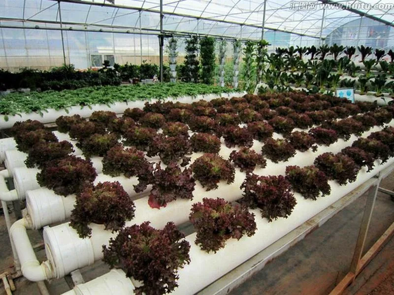 Top High Quality Pvc Pipes Planting Pipes Flower Planting Pvc Pipes ...