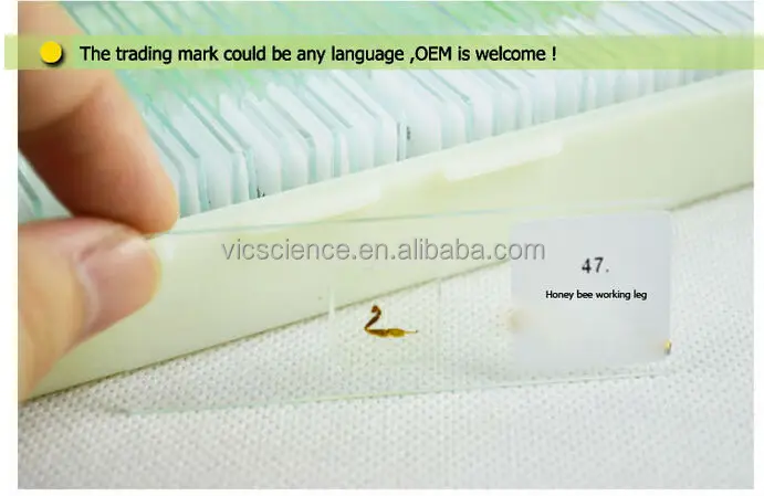 Microscope Prepared Slides Geology Study Rock Thin Section Slides - Buy ...