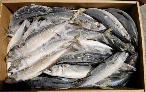 Fish Glazing Machine|sea Food Ice Glazing Machine|ice Coating Machine ...