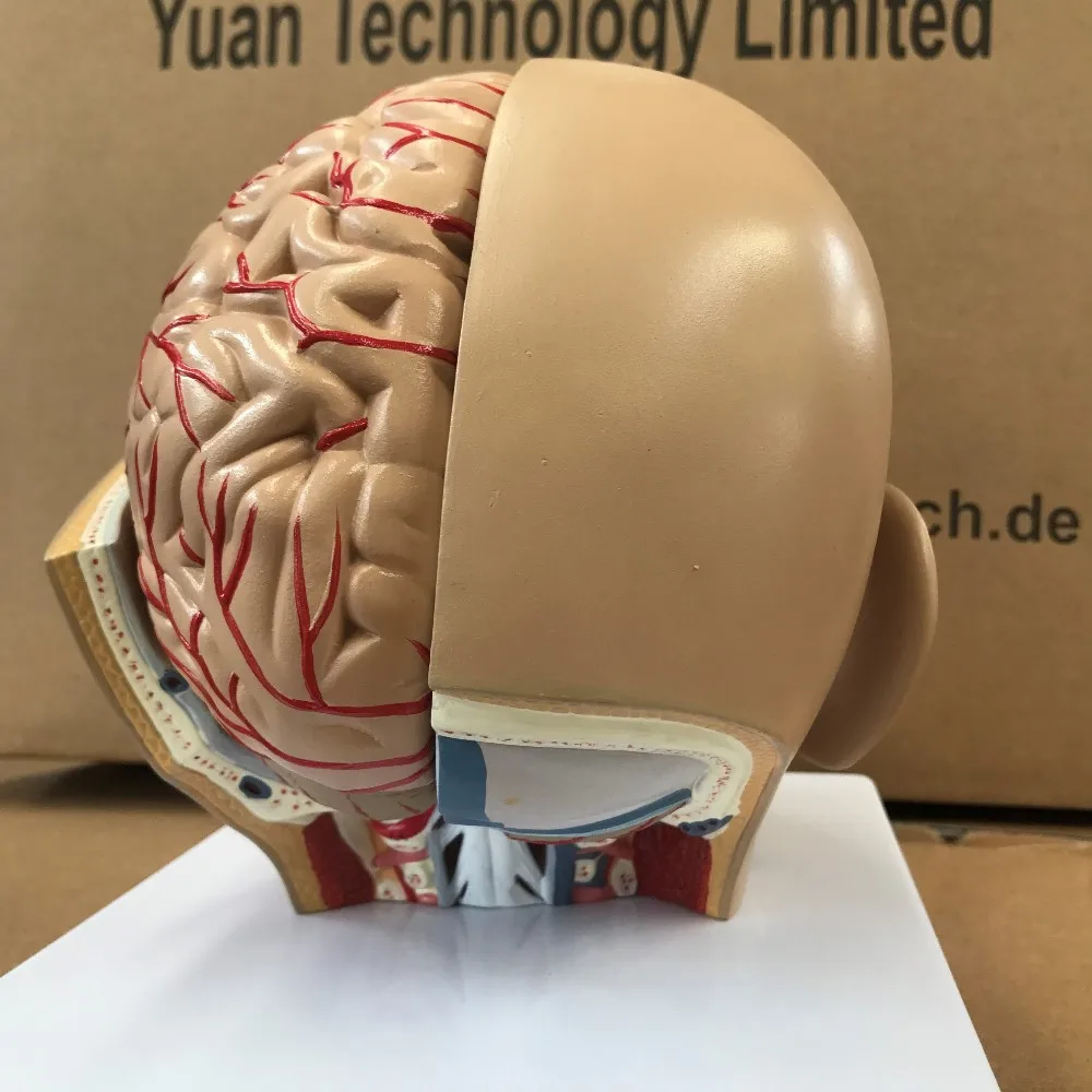 Human Clear Head With Brain Anatomic 8 Parts Plastic Model,Mannequin ...