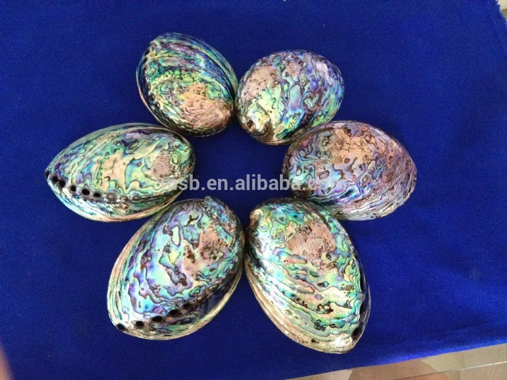 Polished Abalone Paua Shells for Sale - Art & Collectibles