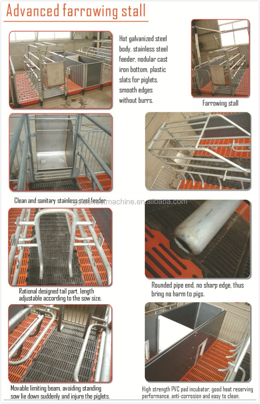 Cow Galvanized Sheet Farrowing Stall Cage - Buy Pig Farming Equipment ...