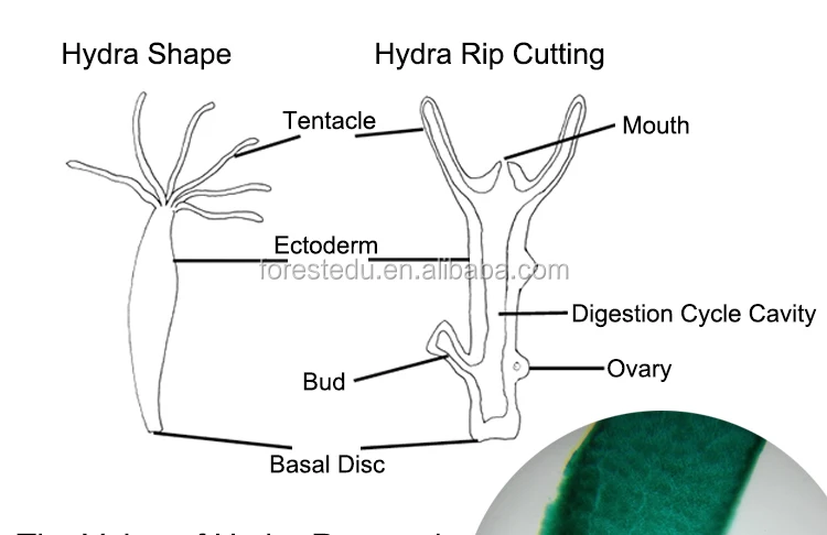 High Quality Medical Study Hydra W.m.microscope Prepared Slides - Buy ...