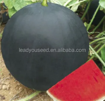 W02 Heima Mid-late Maturity Dark Green Seedless Watermelon Seeds For ...