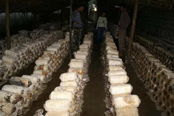 Multifunctional Mushroom Growing Equipment/automatic Mushroom Growing ...