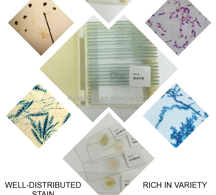 Microbiology Prepared Slides Bacteria Types Higher Education Cocci ...