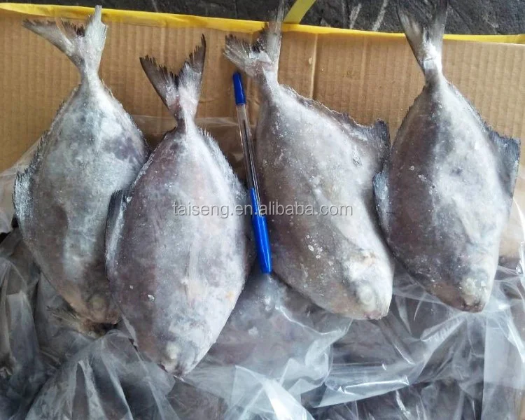 Whole Round Frozen Black Pomfret Fish - Nutritious & Versatile