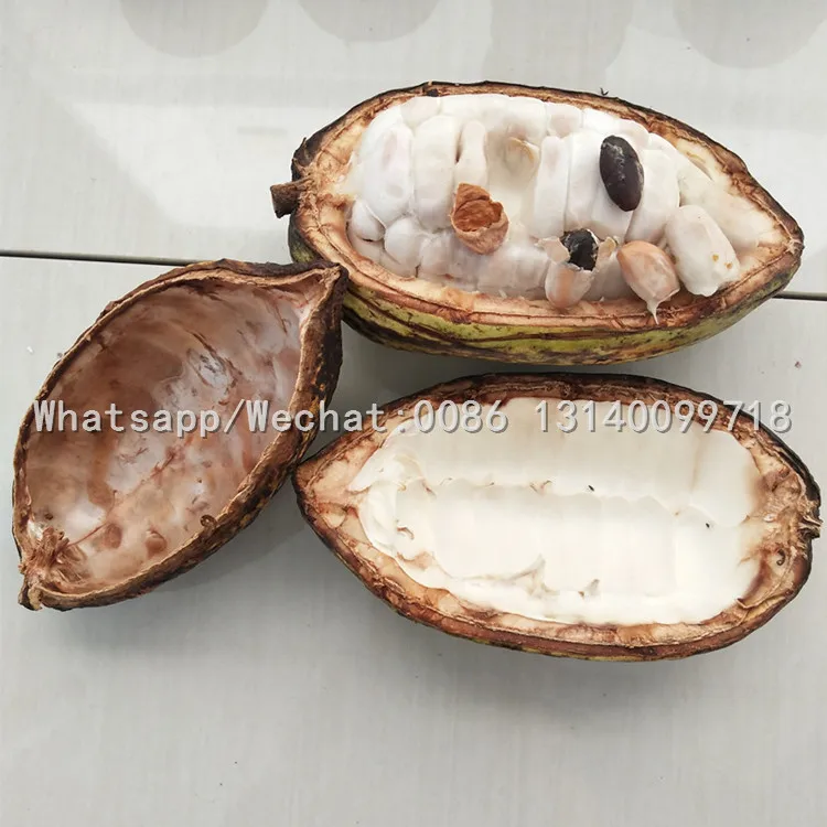 Professional Fresh Cocoa Pod Shell Cracking Separator Machine Cocoa ...