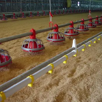 High Quality Broiler Chicken Automatic Broiler Feeding System Auger ...