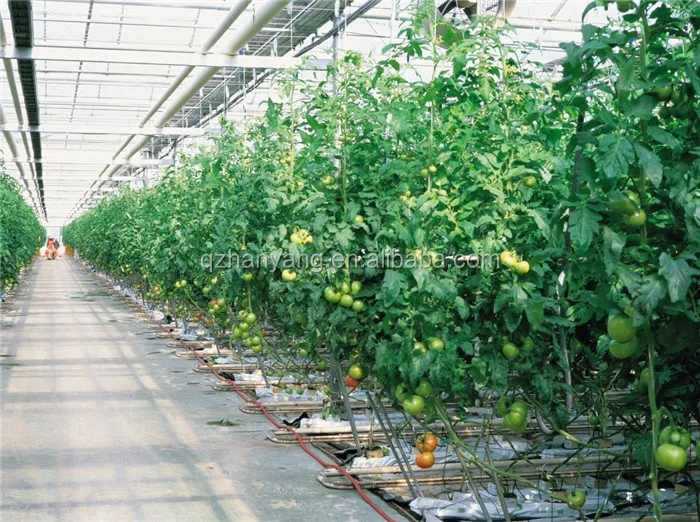 Agricultural Greenhouse Soilless Cultivation Of Planting Tomato - Buy ...