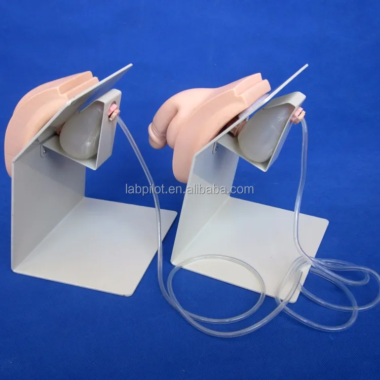 Female And Male Catheterization Teaching Kit Trainer Patient Care ...