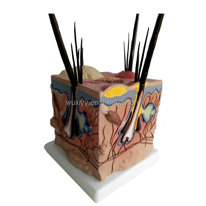 Biological Plastic Dog Canine Anatomy Skin Model - Buy Biological ...