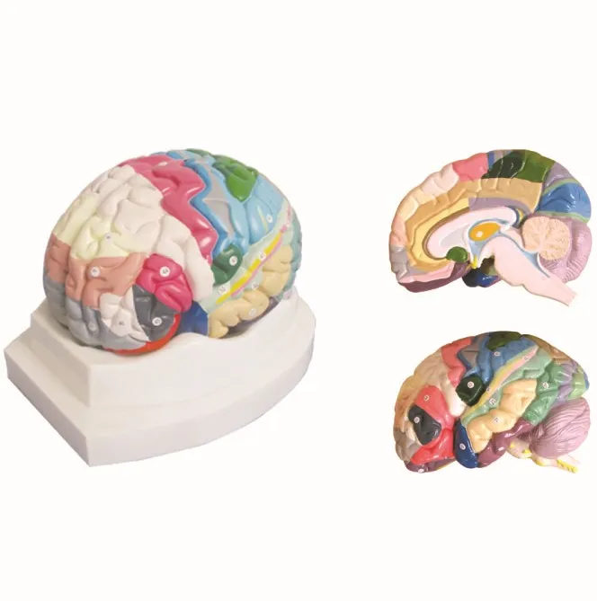Human Plastic Brain Anatomic Model - Perfect for Medical School