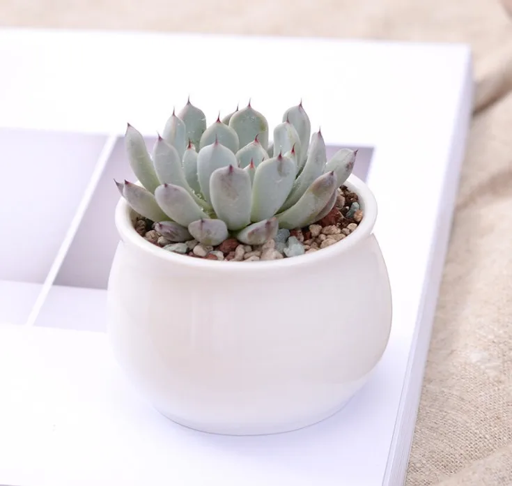 Modern Indoor Decor Small White Ceramic Flower Pot For Home,Garden Used ...