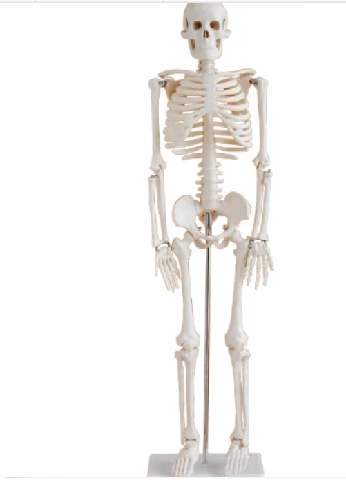 Medische Menselijk Groothandel 85 Cm Plastic Anatomisch Onderwijs ...