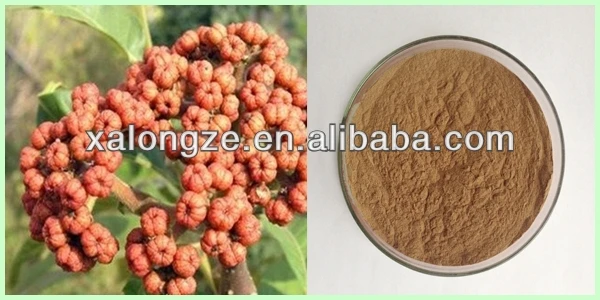 100% Natural Evodia Fructus Evodiae - Buy Fructus Evodiae Powder ...