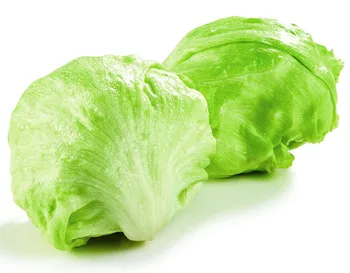 Wholesale Round Iceberg Lettuce Romaine Lettuce - Buy Names Lettuce ...