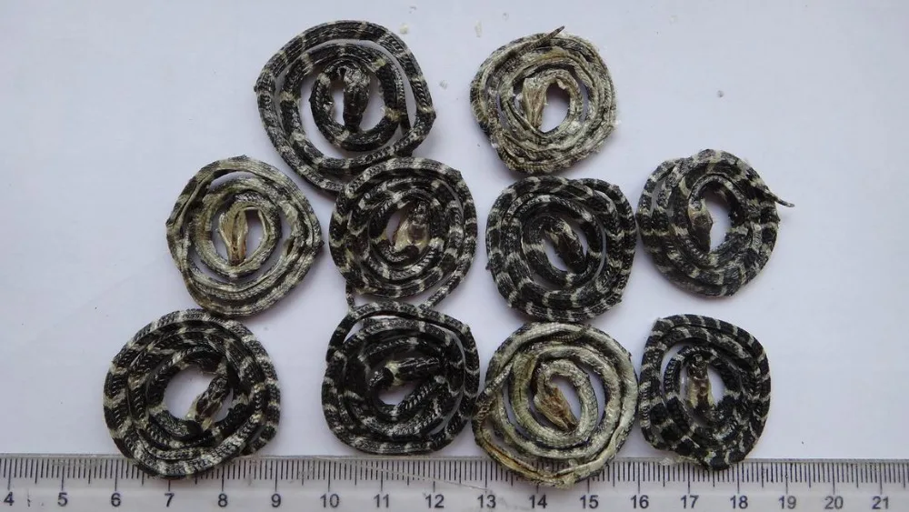 Snake Wine Bungarus Multicinctus Many Banded Krait Taiwanese Or Chinese ...