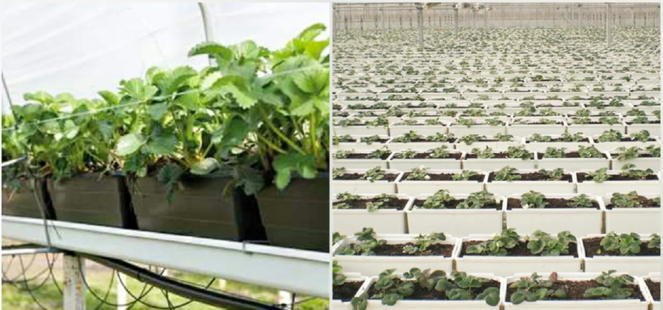 Hydroponic Garden Tomatoes - Efficient Growing Solutions