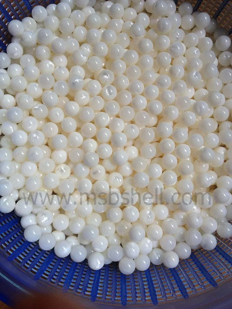 American Mississippi River Shell Pearl Nucleus For Pearl Culturing ...