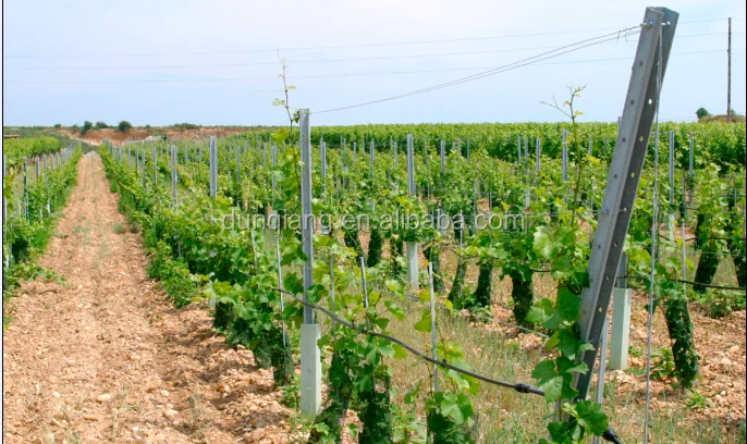 Vineyard Metal Post Grape Post Used In Farm Or Garden - Buy Vineyard ...