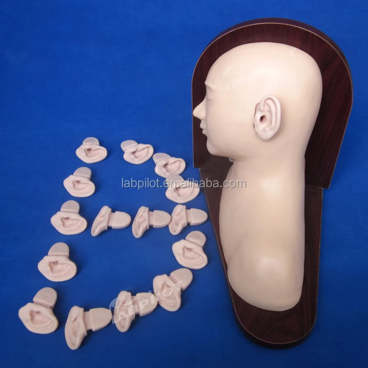 Hot 16pc Ear Simulator,Ear Examination Model - Buy Ear Examination ...