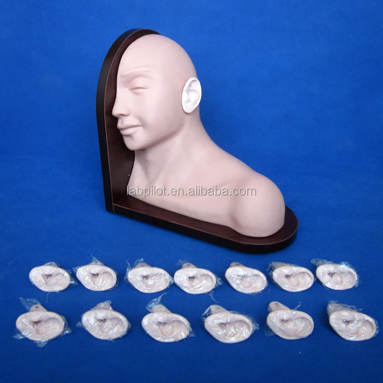 HOT 14-pc Medical Teaching Ear Examination Models| Alibaba.com