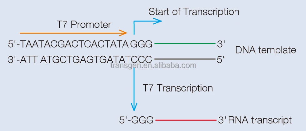 transcription-千图网