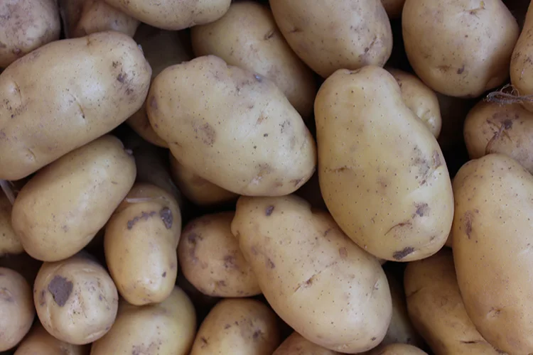 Certified Fresh Holland/dutch Potato Importer In Malaysia - Buy Potato ...